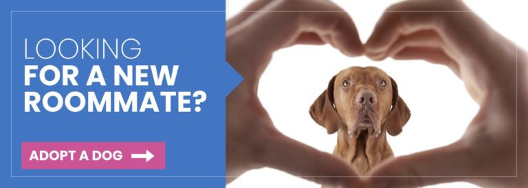 From the Heart Rescue – Caring for those no one else will