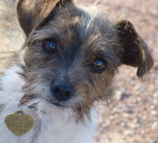 So You Want To Adopt? – From the Heart Rescue