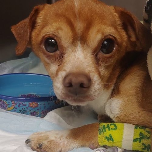 Steve – From the Heart Rescue